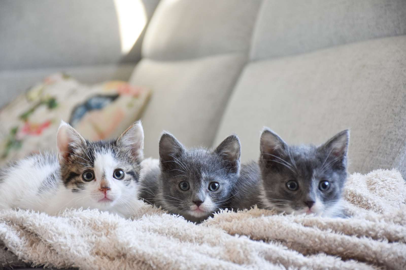 Husk neutraliseringen, hvis du ikke ønsker killinger | Dyrenes Beskyttelse